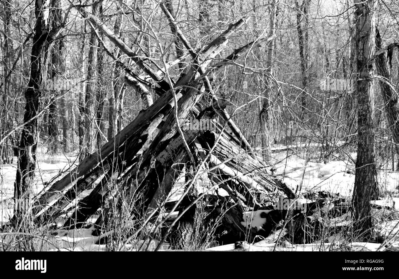 The soul of a tree is not lost once it falls; it becomes natures art ...