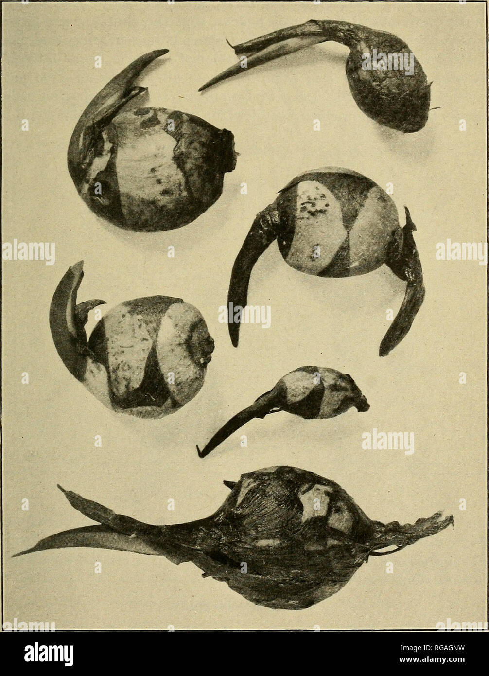 Wapato plant hi-res stock photography and images - Alamy