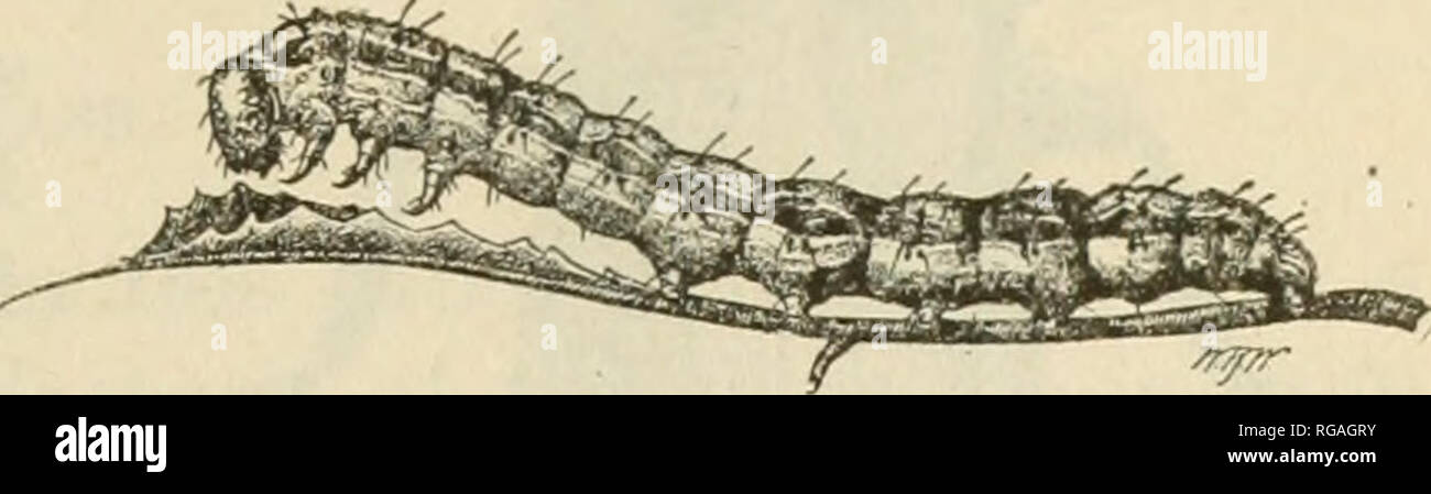 Heliothis caterpillar hi-res stock photography and images - Alamy