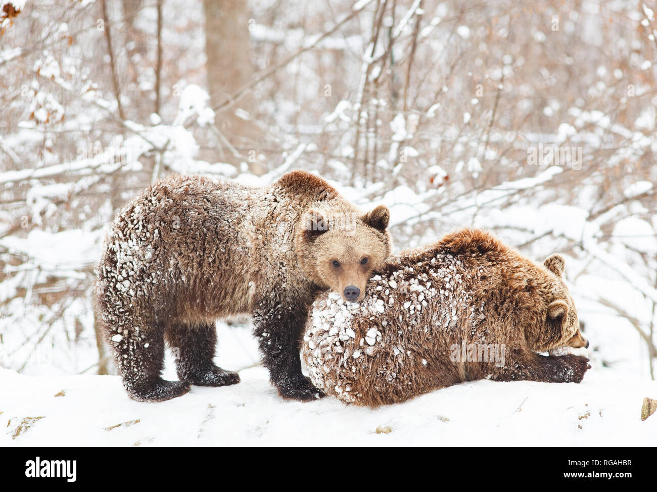 Cub bear climbing snow hi-res stock photography and images - Alamy