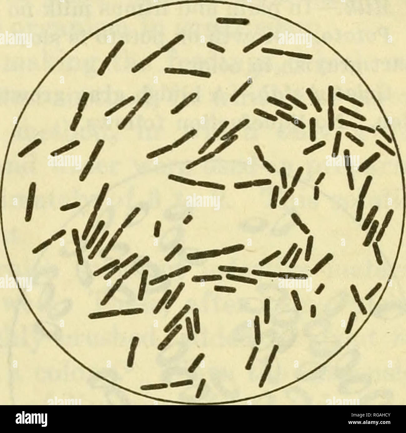 Agar slant tube hi-res stock photography and images - Alamy