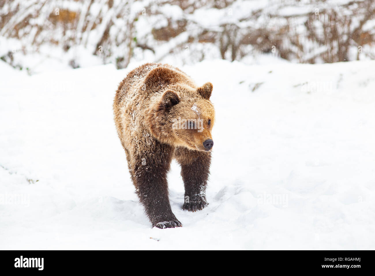 Russia bear angry hi-res stock photography and images - Alamy