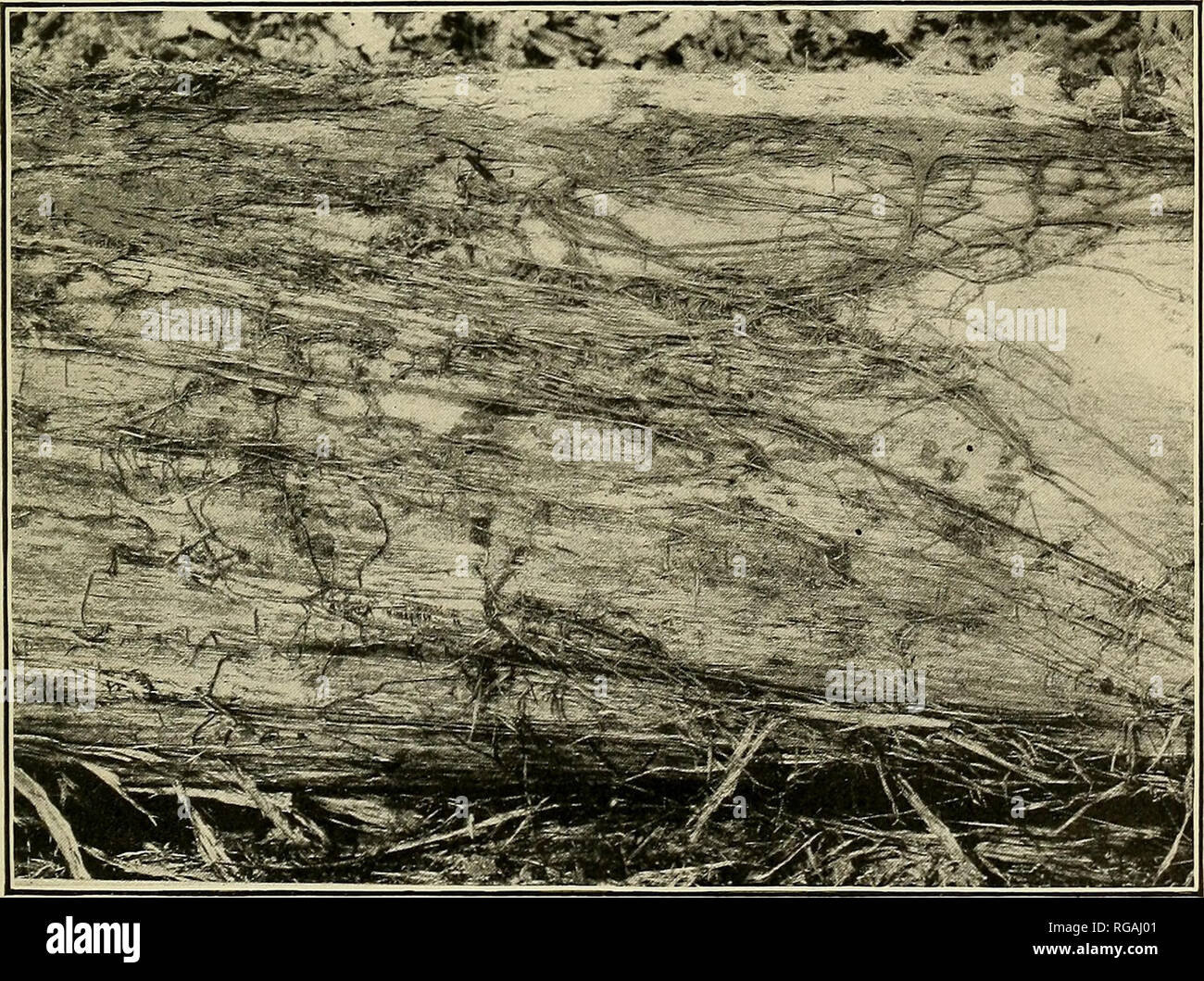 Heart rot fungus hi-res stock photography and images - Alamy