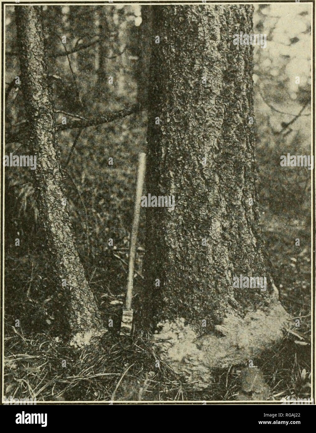 Transverse moth hi-res stock photography and images - Alamy