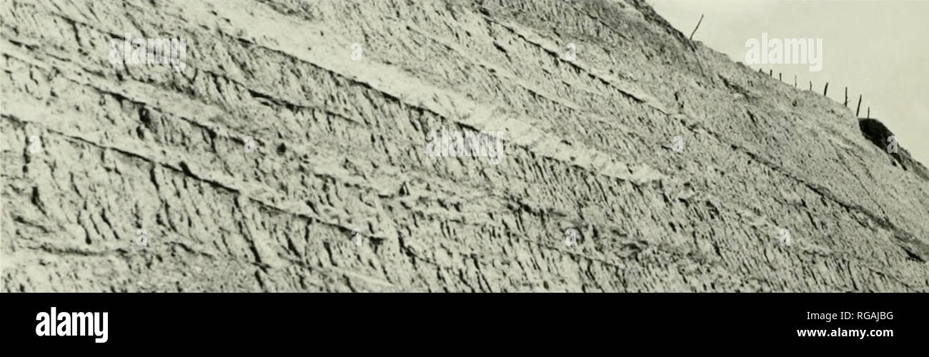 . Bulletins of American paleontology. Bulletin 332 Below these chaotic ...