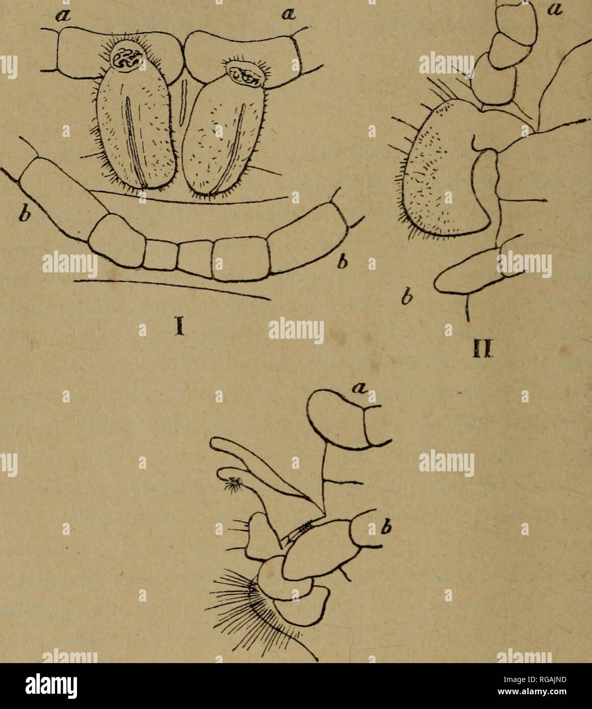 Polydesmus inconstans hi-res stock photography and images - Alamy
