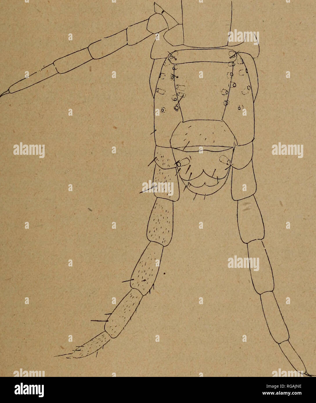 Corps trapu hi-res stock photography and images - Alamy