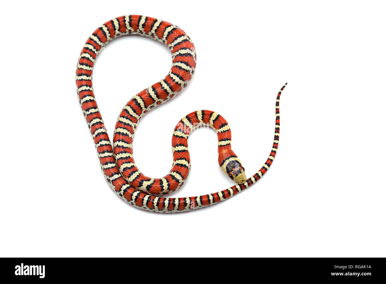 Knobloch's king snake isolated on white backgound Stock Photo - Alamy