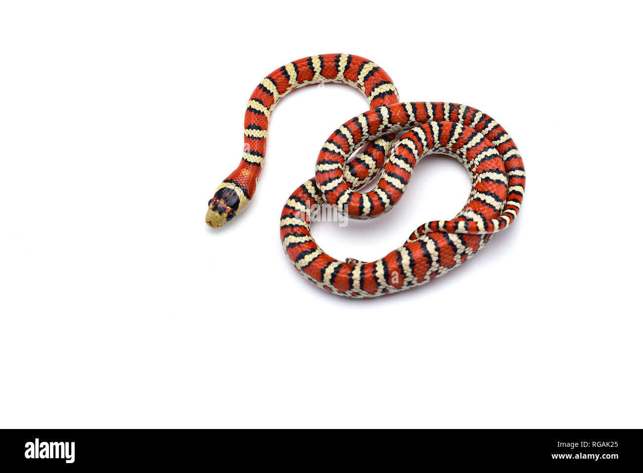 Knobloch's king snake isolated on white backgound Stock Photo - Alamy