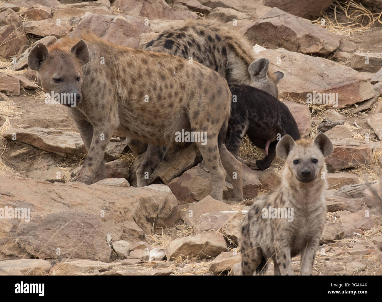 Spotted Hyena (Crocuta crocuta Stock Photo - Alamy