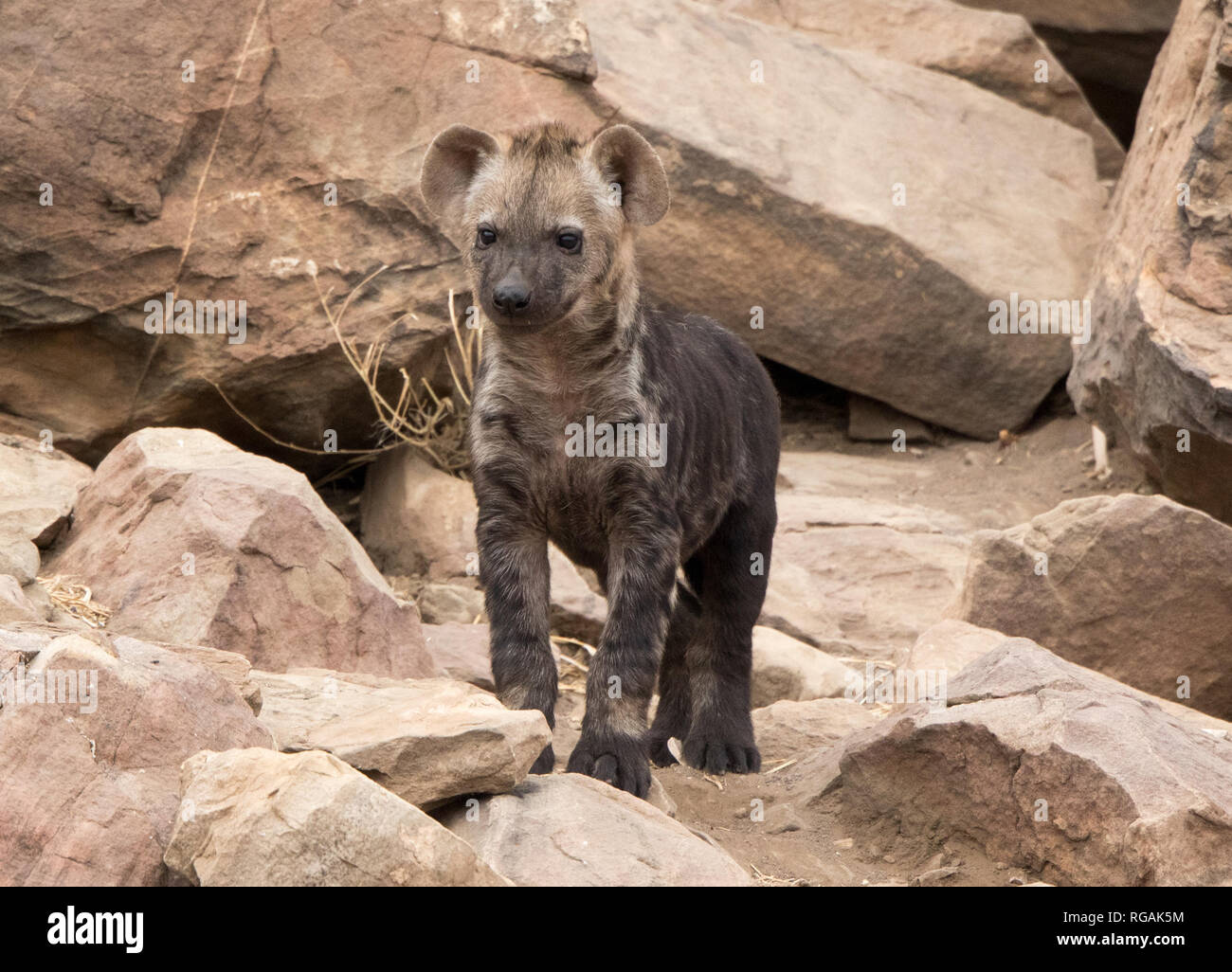 Spotted Hyena (Crocuta crocuta Stock Photo - Alamy