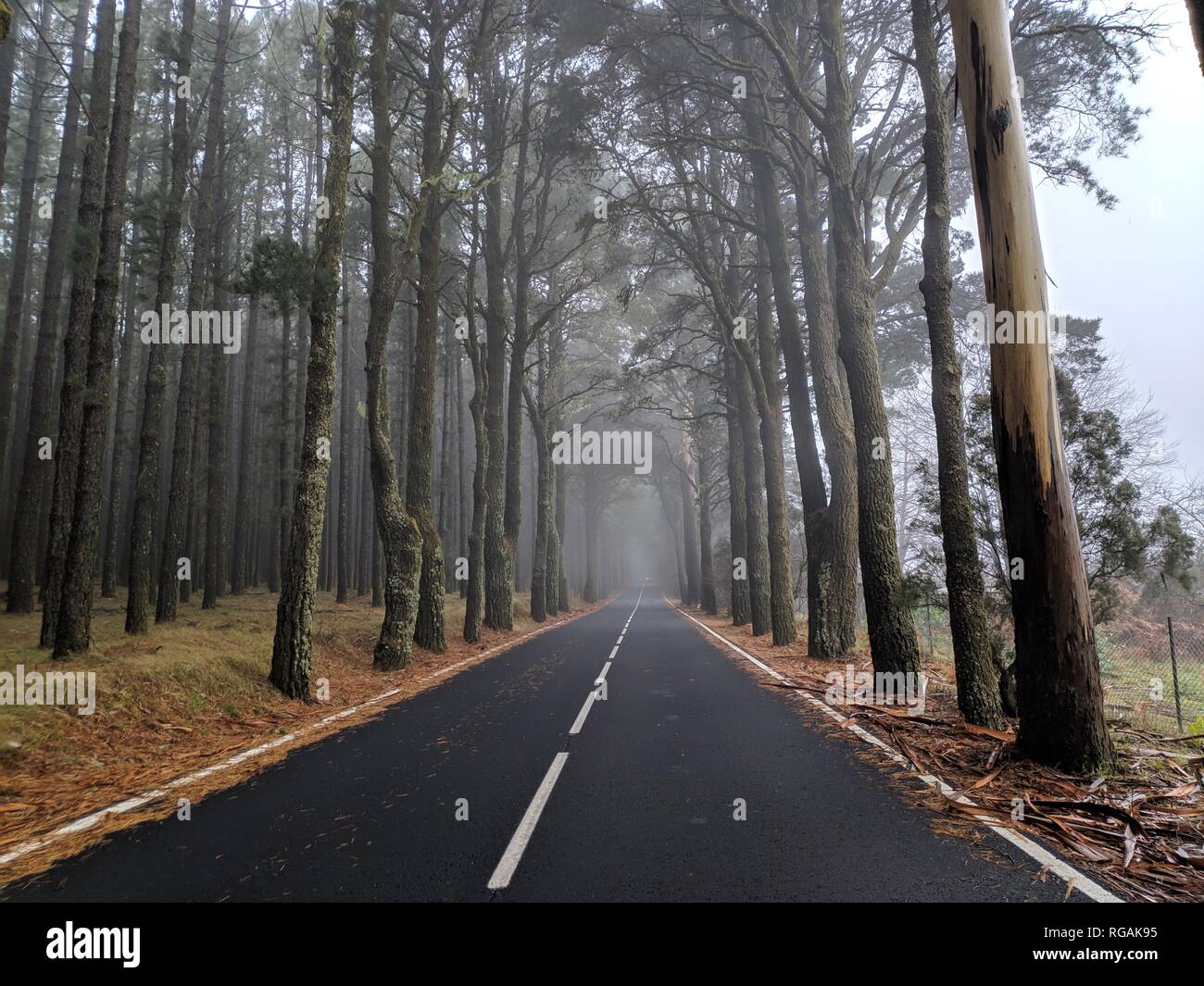 Driving into the misty forest with pine trees Stock Photo - Alamy