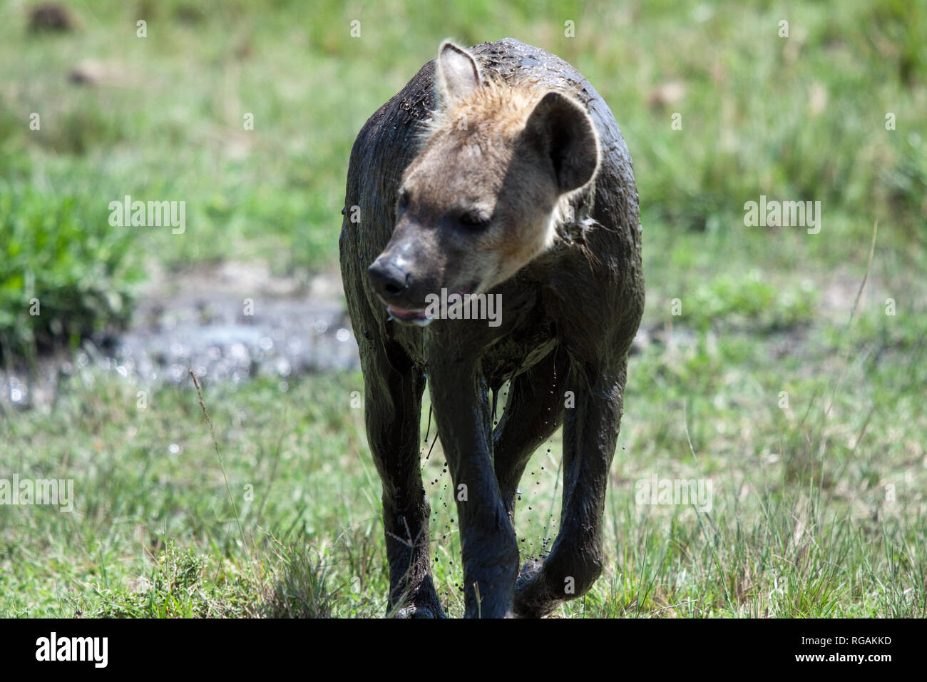 Spotted Hyena (Crocuta crocuta Stock Photo - Alamy