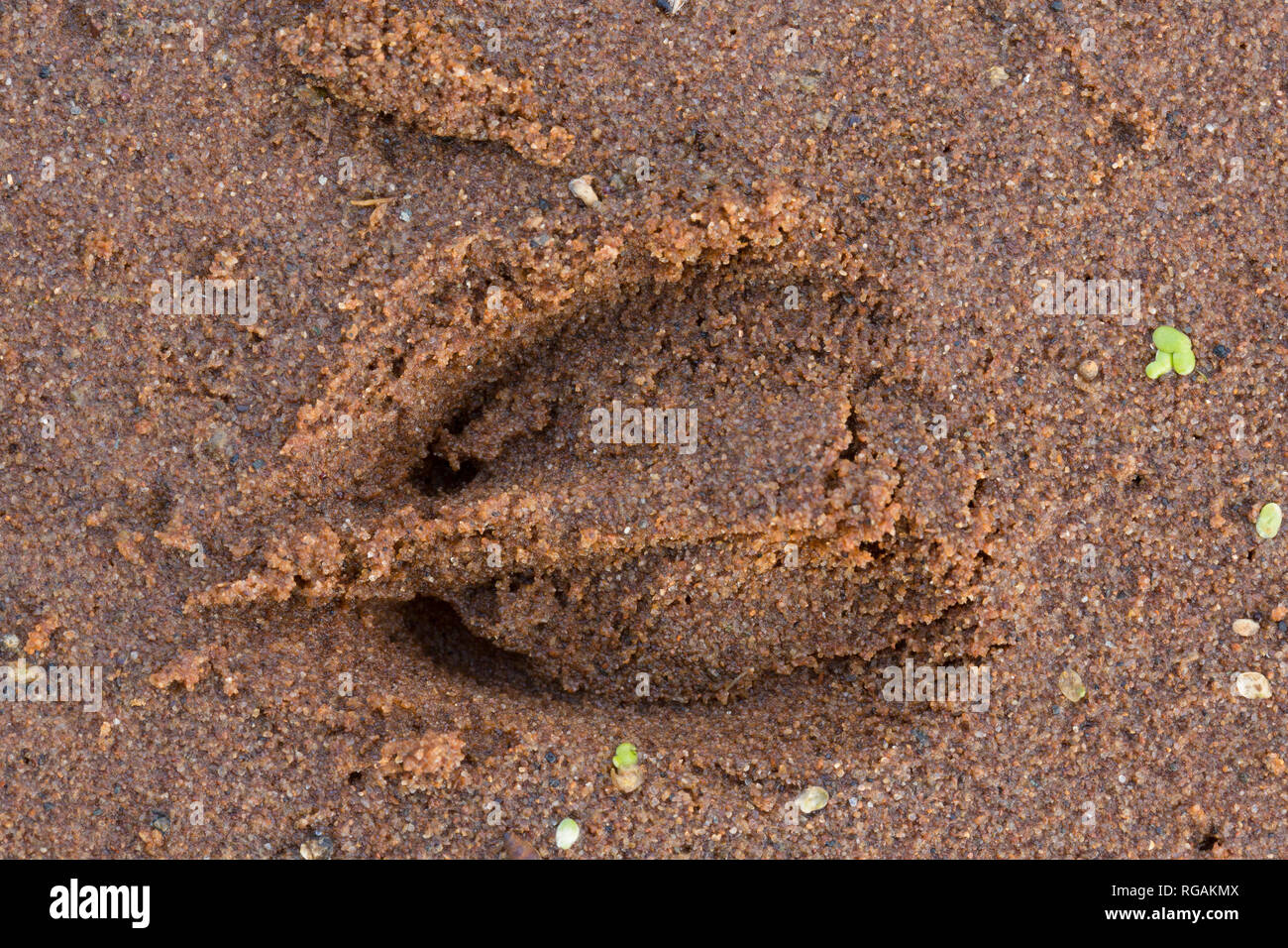 Deer footprint hi-res stock photography and images - Alamy