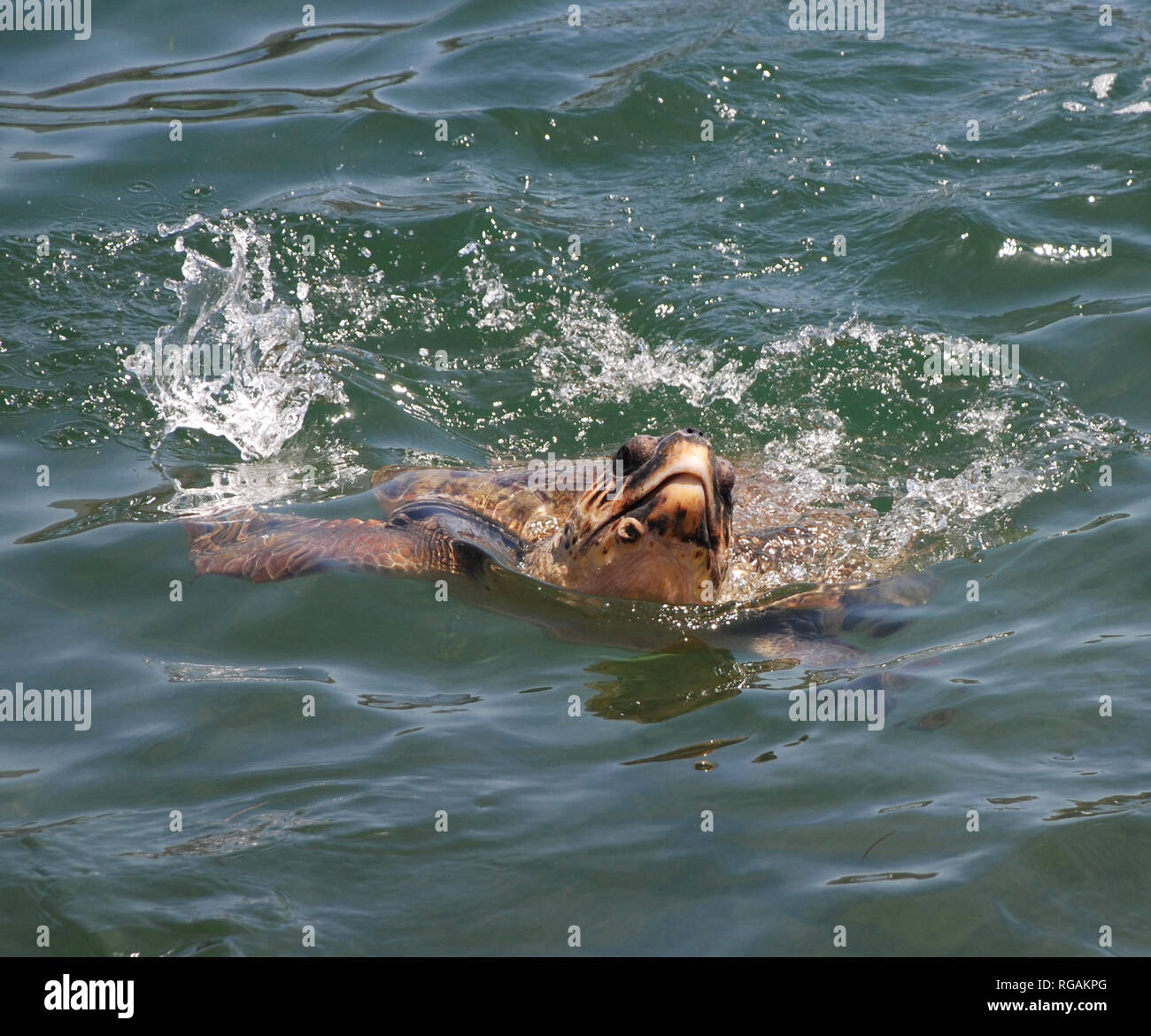 Loggerhead Sea Turtle swimming in Kefalonia Stock Photo - Alamy
