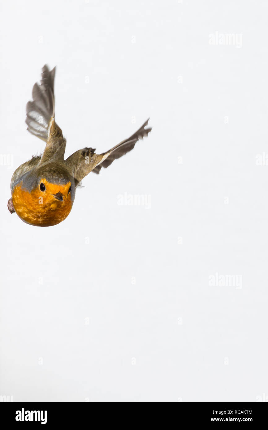 Rotkehlchen, fliegend, im Flug, Flugbild, Erithacus rubecula, robin ...