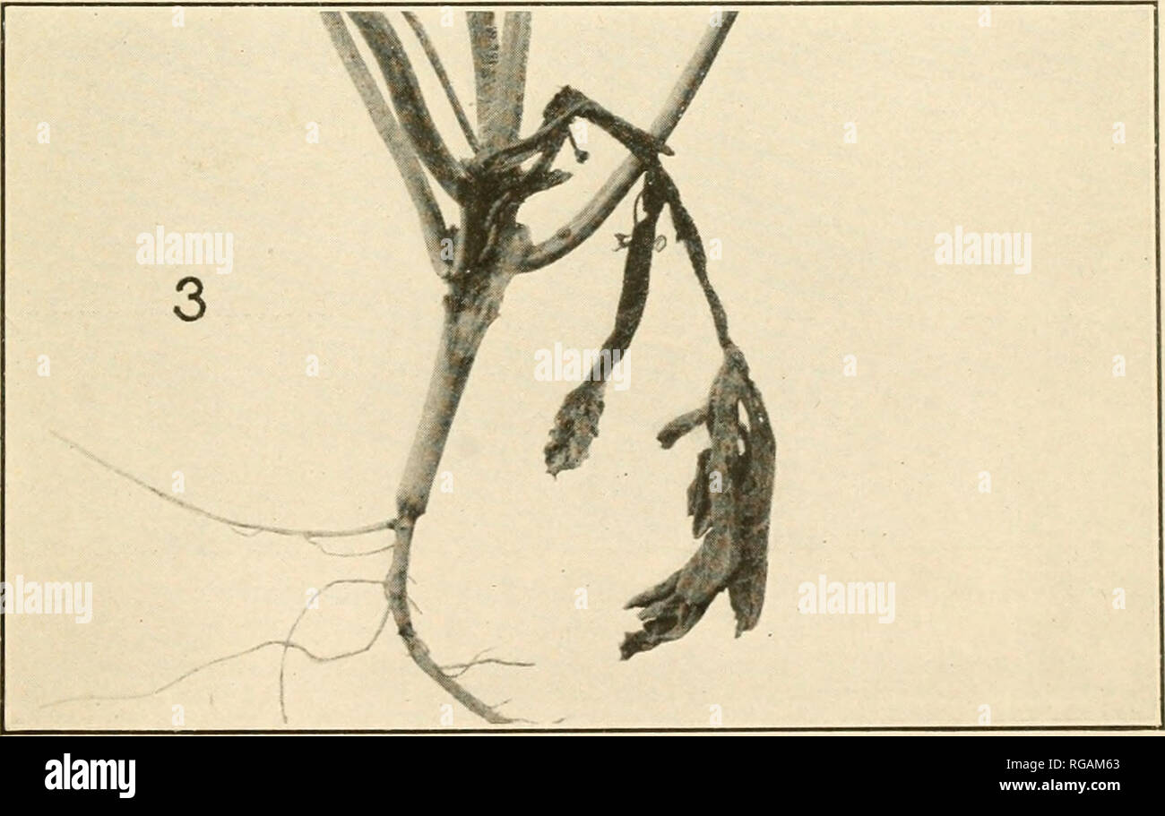 . Bulletin of the U.S. Department of Agriculture. Agriculture. Types of ...