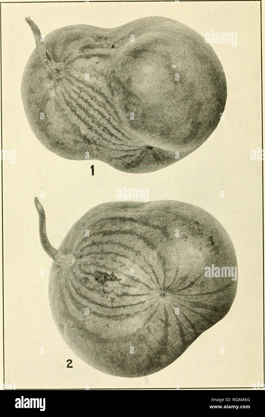 Various deformities hi-res stock photography and images - Alamy