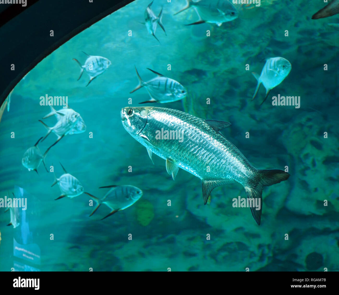 Caribbean journeys blue hole texas state aquarium hi-res stock ...