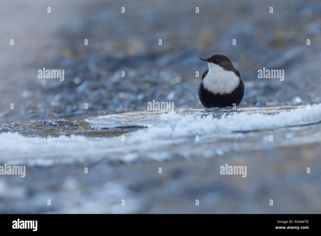Ice dipper hi-res stock photography and images - Alamy
