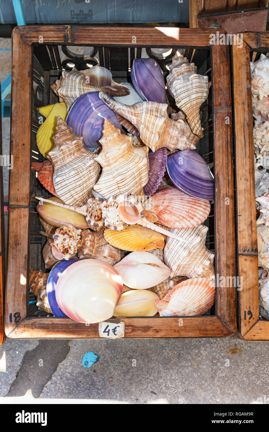 Sea life on display hi-res stock photography and images - Alamy