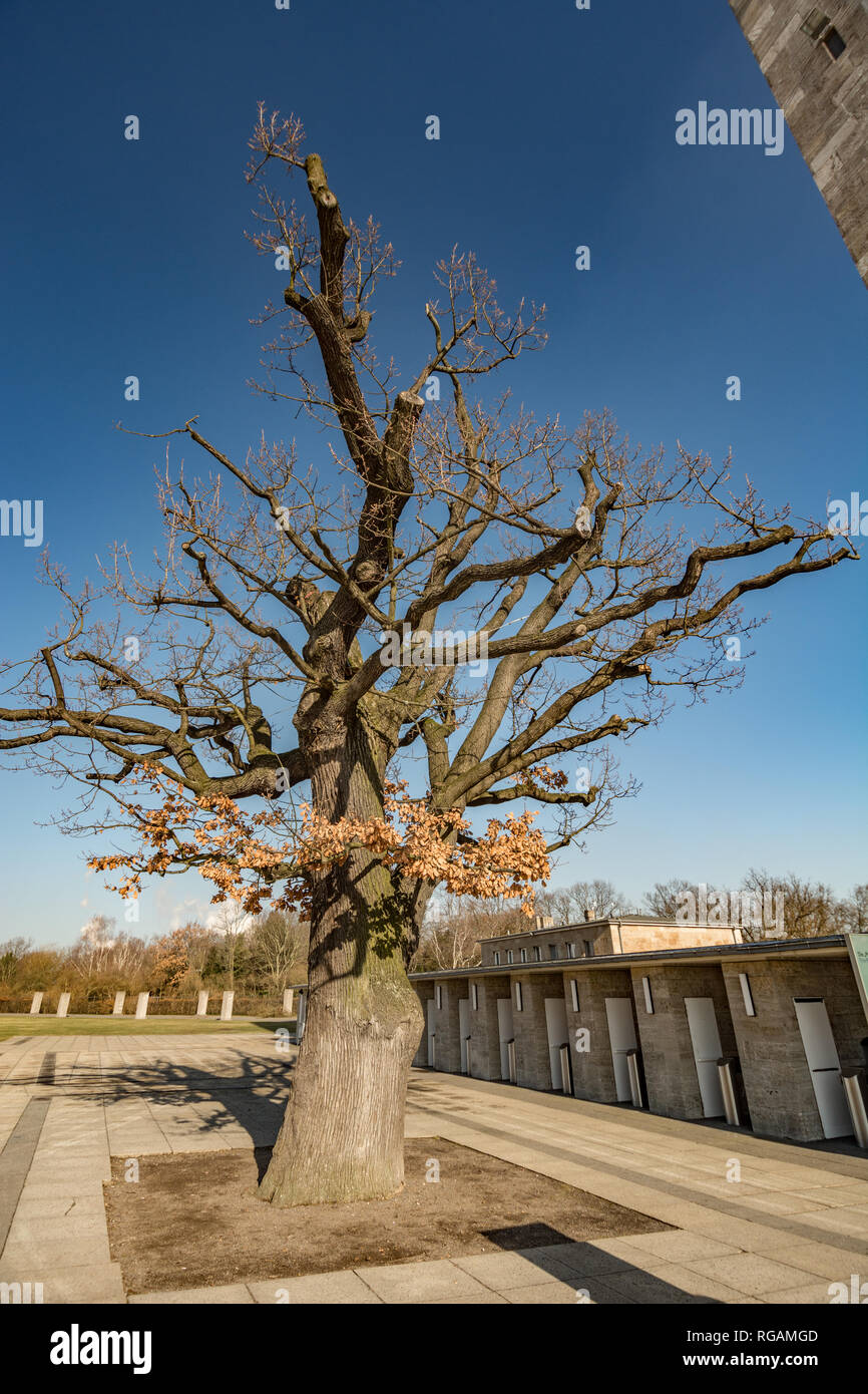 Hitler's Oak, Berlin, Germany Stock Photo - Alamy