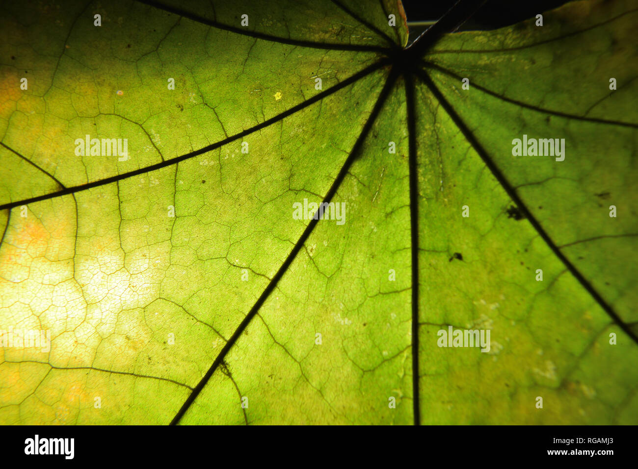 Autumn leaf macro. Leaf veins close up Stock Photo - Alamy