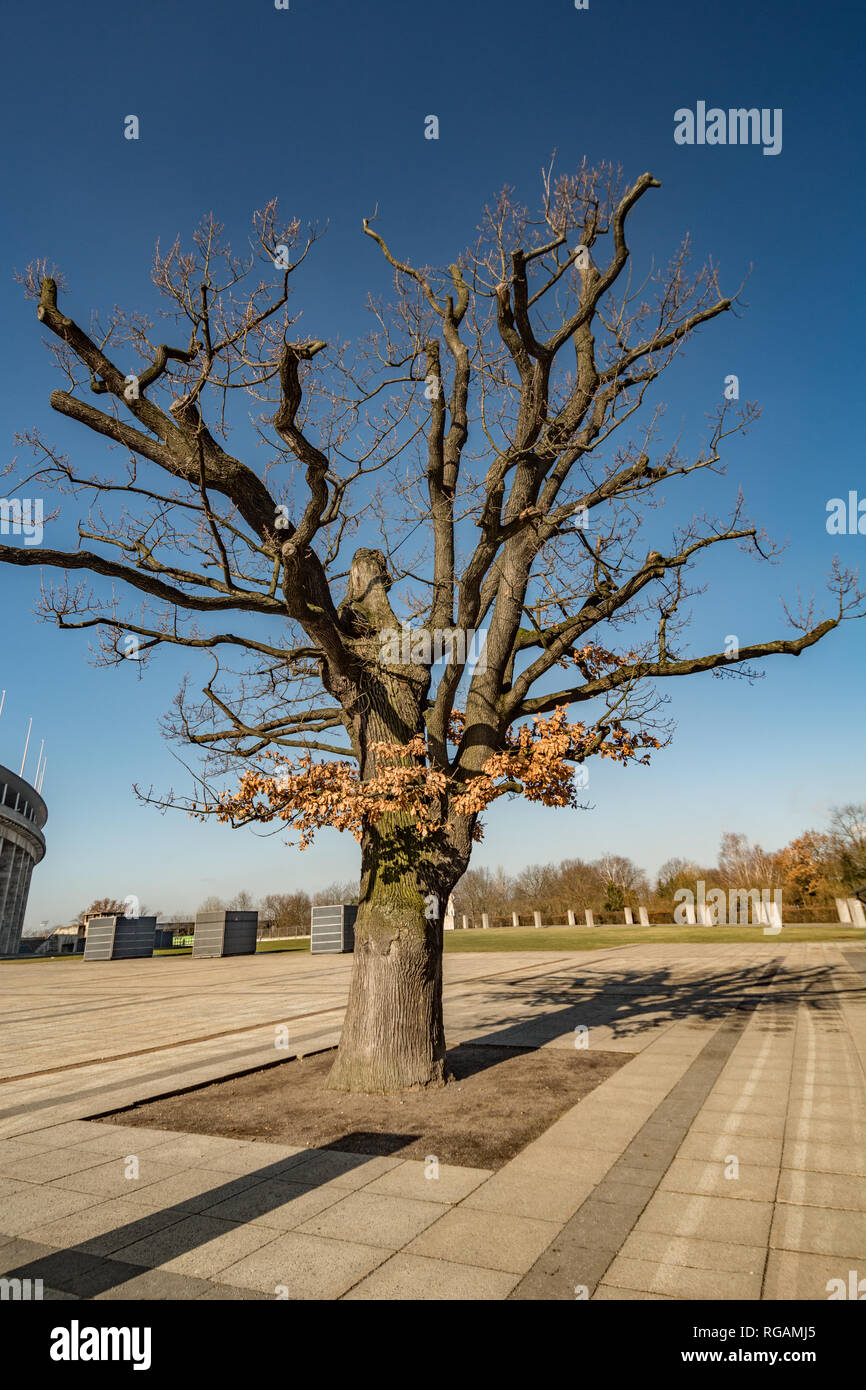Hitler's Oak, Berlin, Germany Stock Photo - Alamy