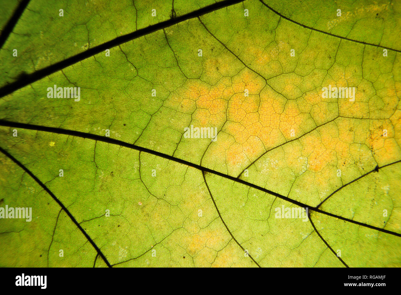 Beautiful leaf shape macro hi-res stock photography and images - Alamy