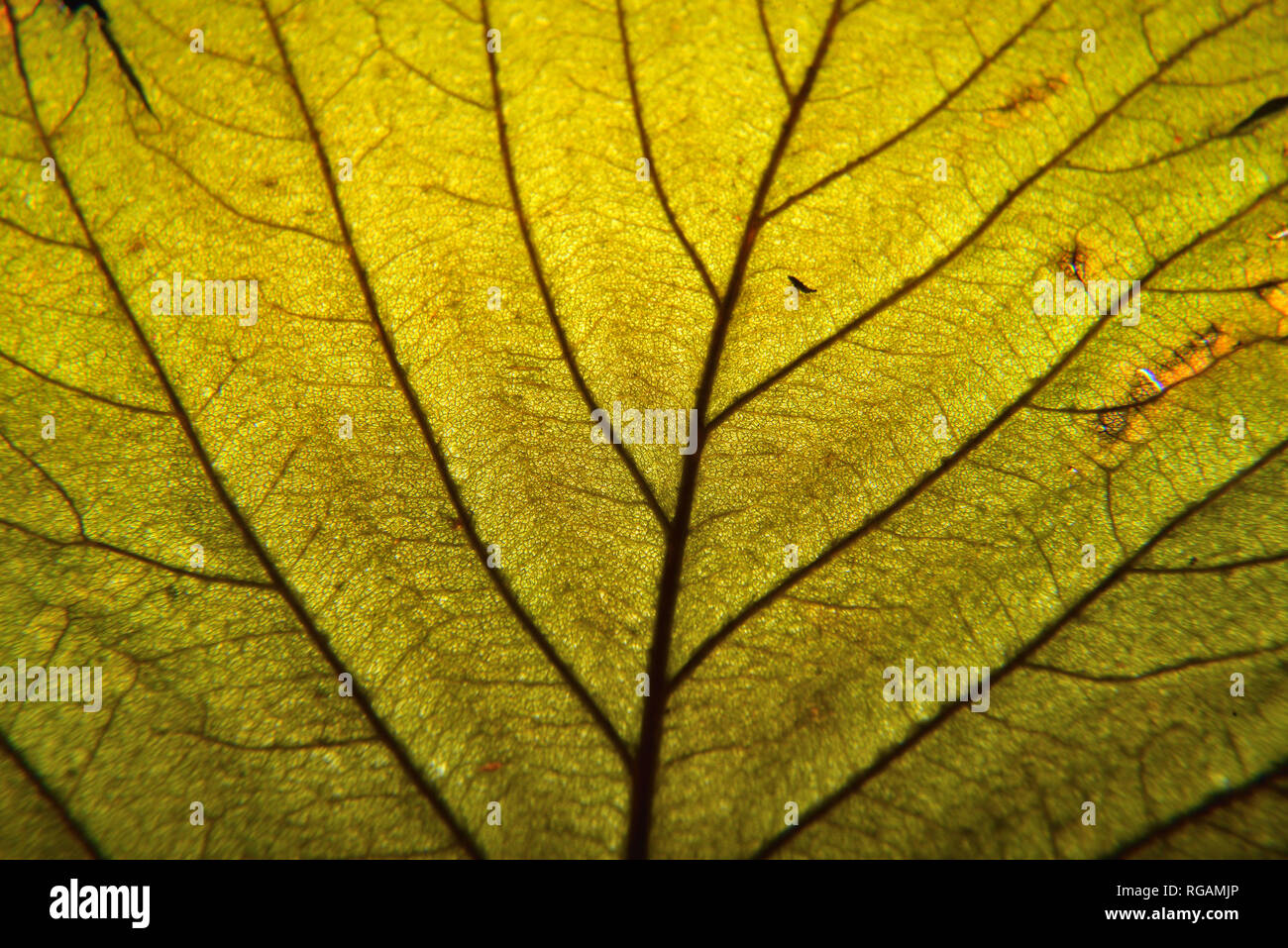 Autumn leaf macro. Leaf veins close up Stock Photo - Alamy