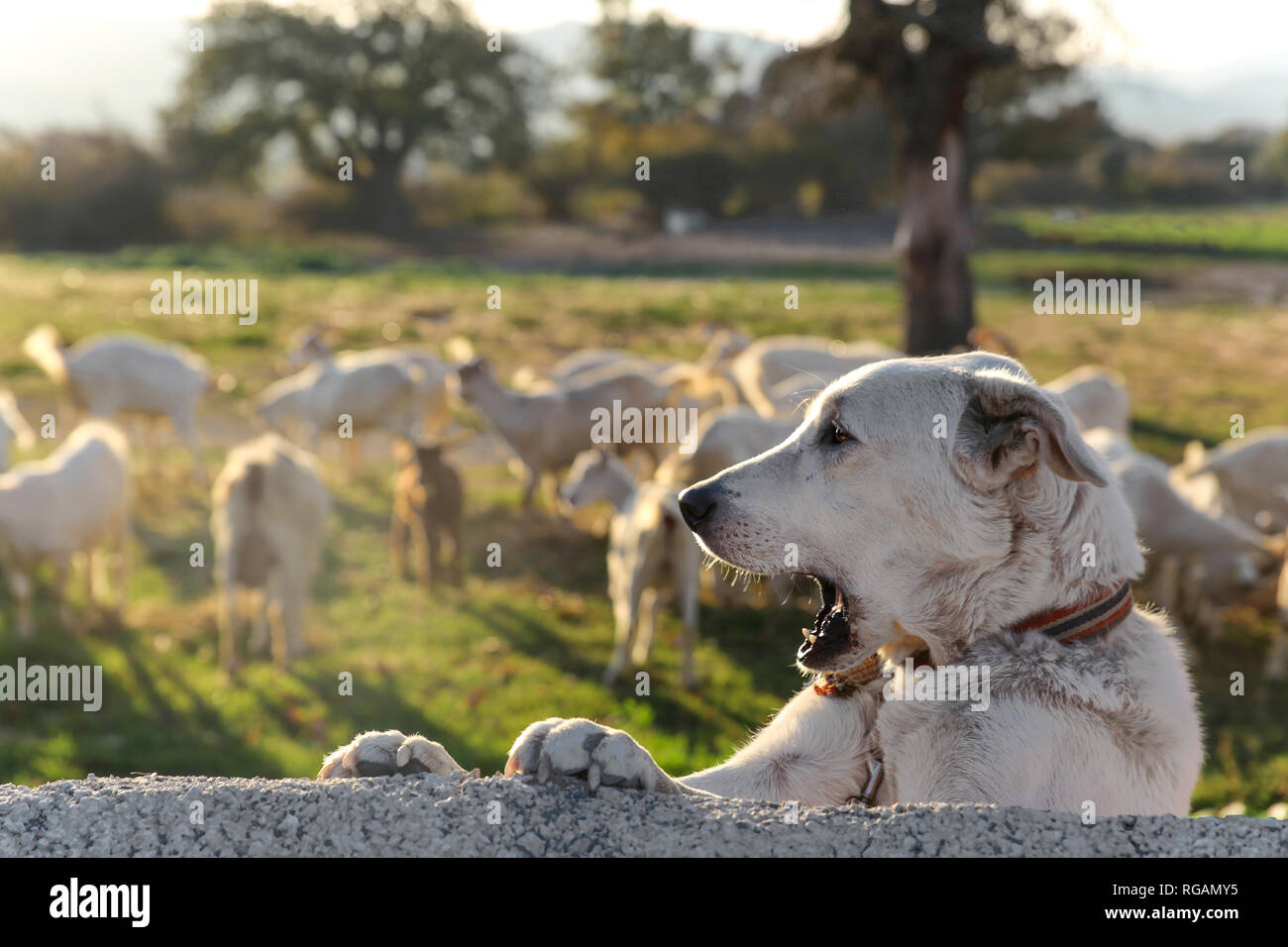 white dog guarding the farm Stock Photo - Alamy