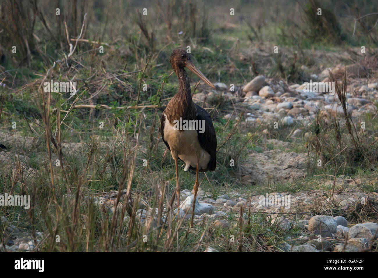 Indian stork bird hi-res stock photography and images - Alamy
