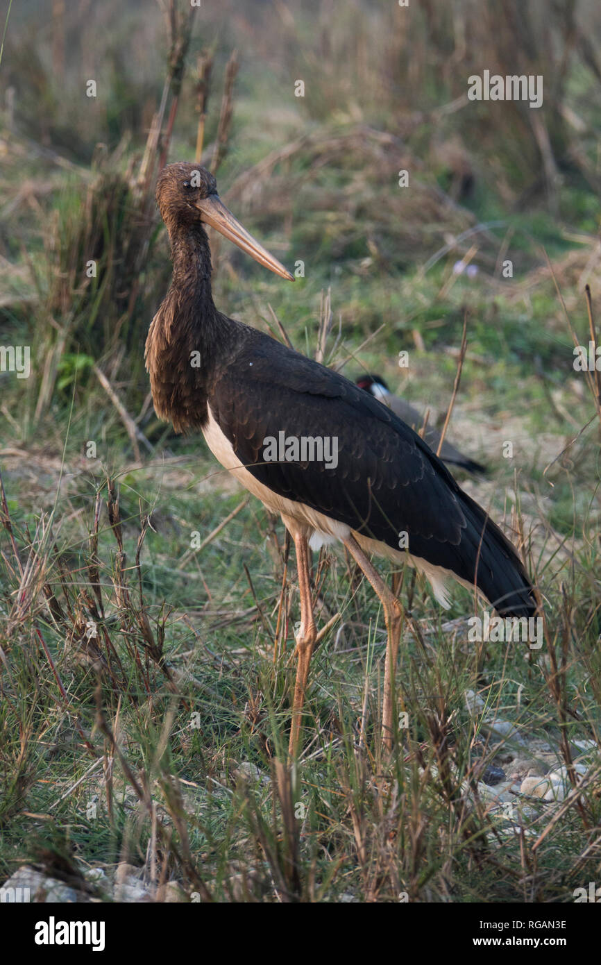 Black storks in the forest hi-res stock photography and images - Alamy