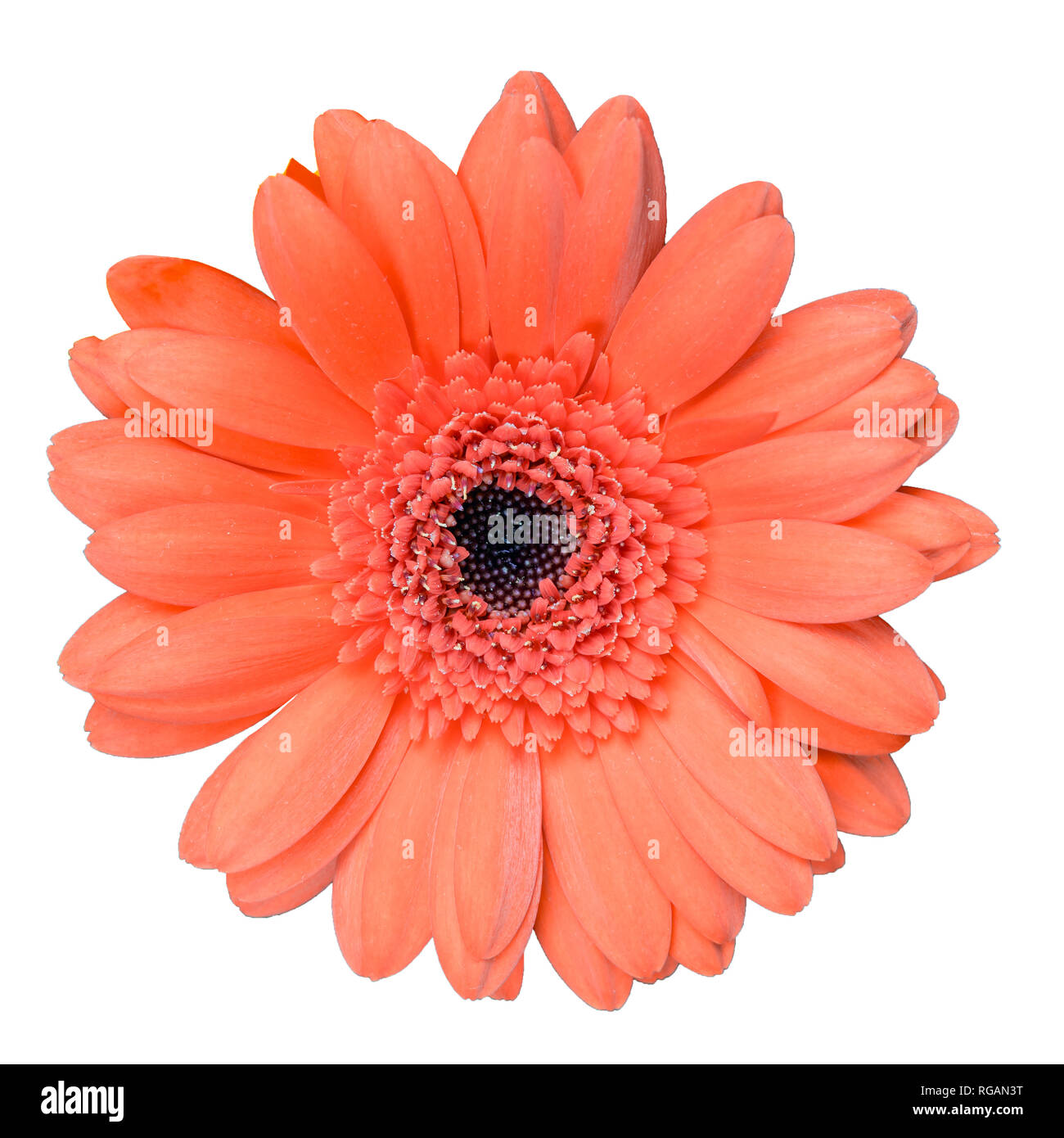 beautiful coral colored gerbera daisy flower isolated on white ...