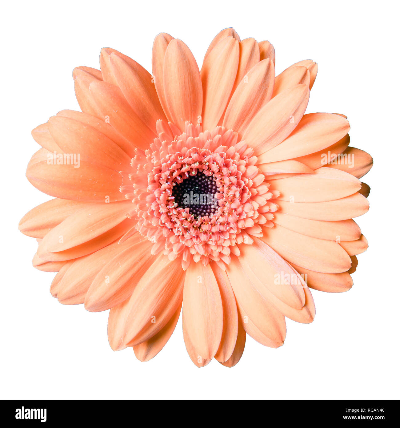 beautiful peach colored gerbera daisy flower isolated on white ...