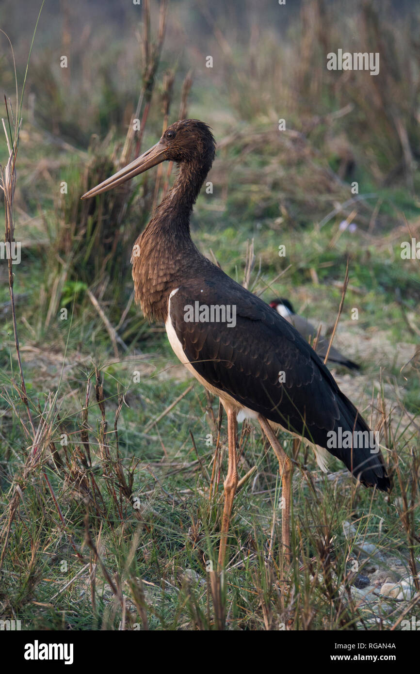 Indian stork bird hi-res stock photography and images - Alamy