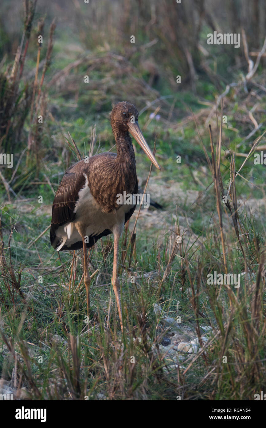Indian stork bird hi-res stock photography and images - Alamy