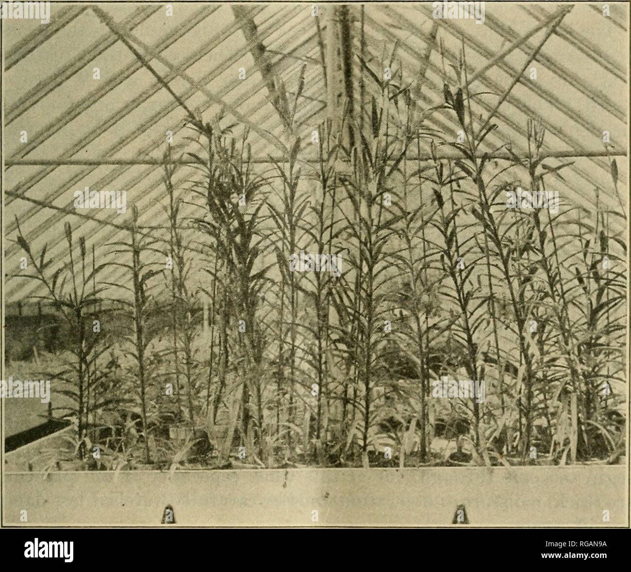 . Bulletin of the U.S. Department of Agriculture. Agriculture ...