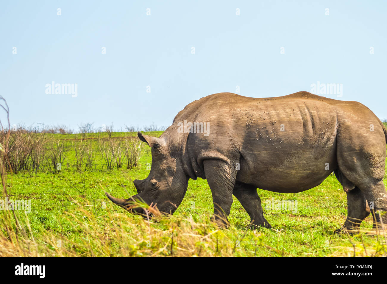 Male bull Cute White Rhino or Rhinoceros in a nature wild reserve in ...