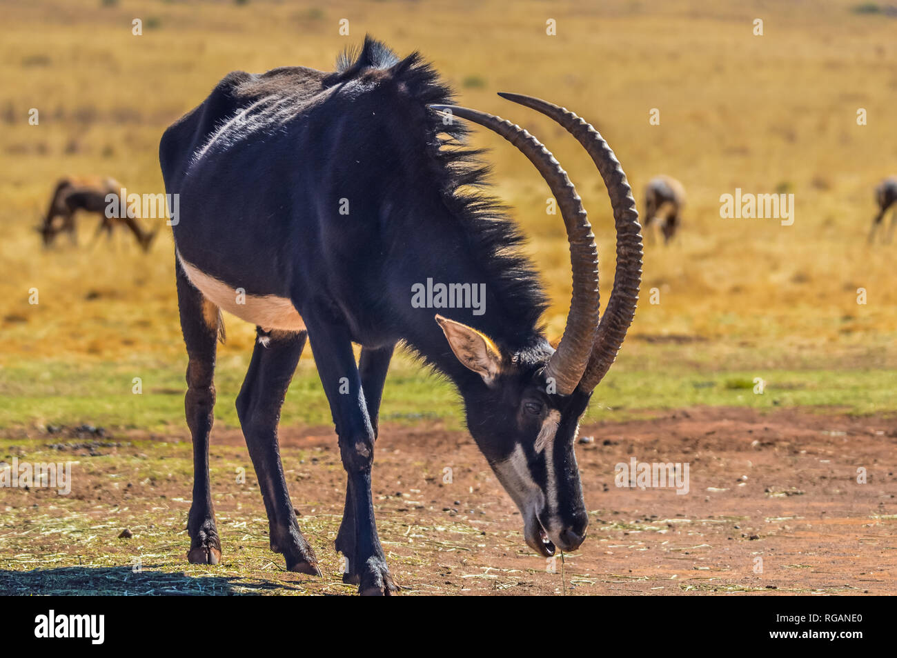 Giant sable antelope angola hi-res stock photography and images - Alamy