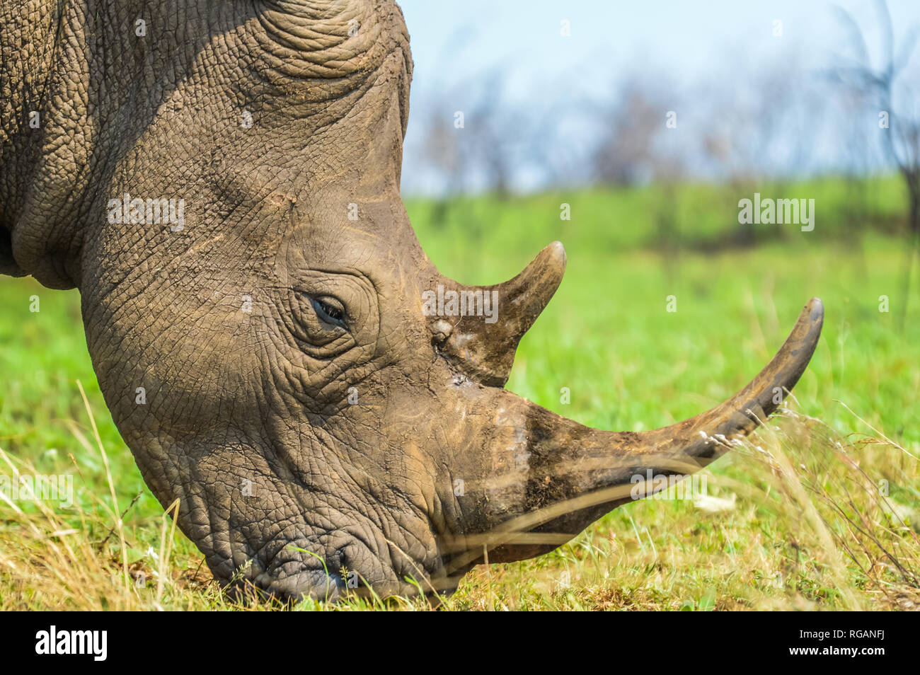 Male bull Cute White Rhino or Rhinoceros in a nature wild reserve in ...