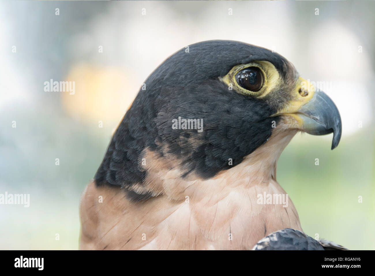 Peregrine Falcon (Falco peregrinus Stock Photo - Alamy