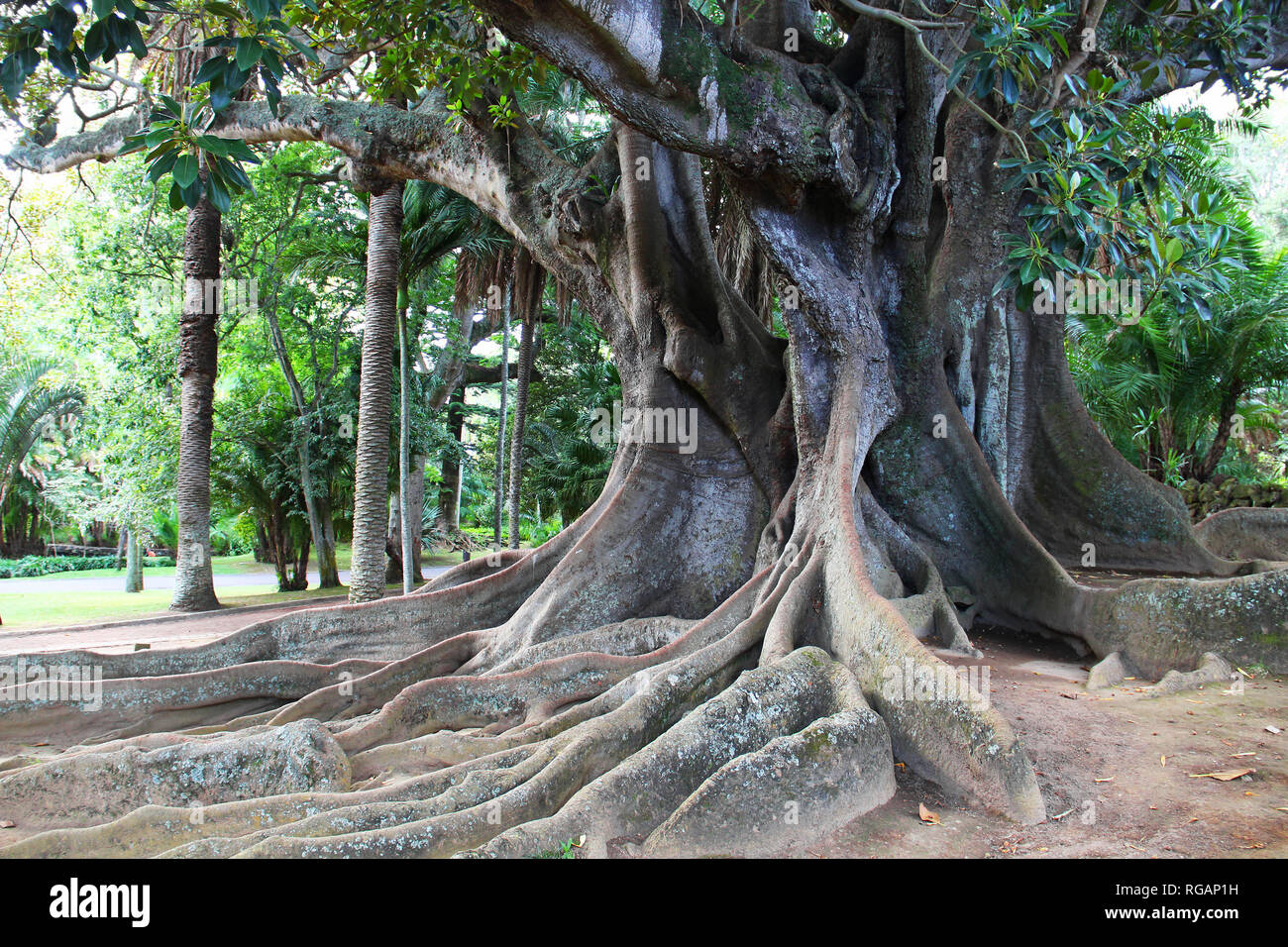 Huge ficus tree in Antonio Borges park (Jardim Antonio Borges) in Ponta ...