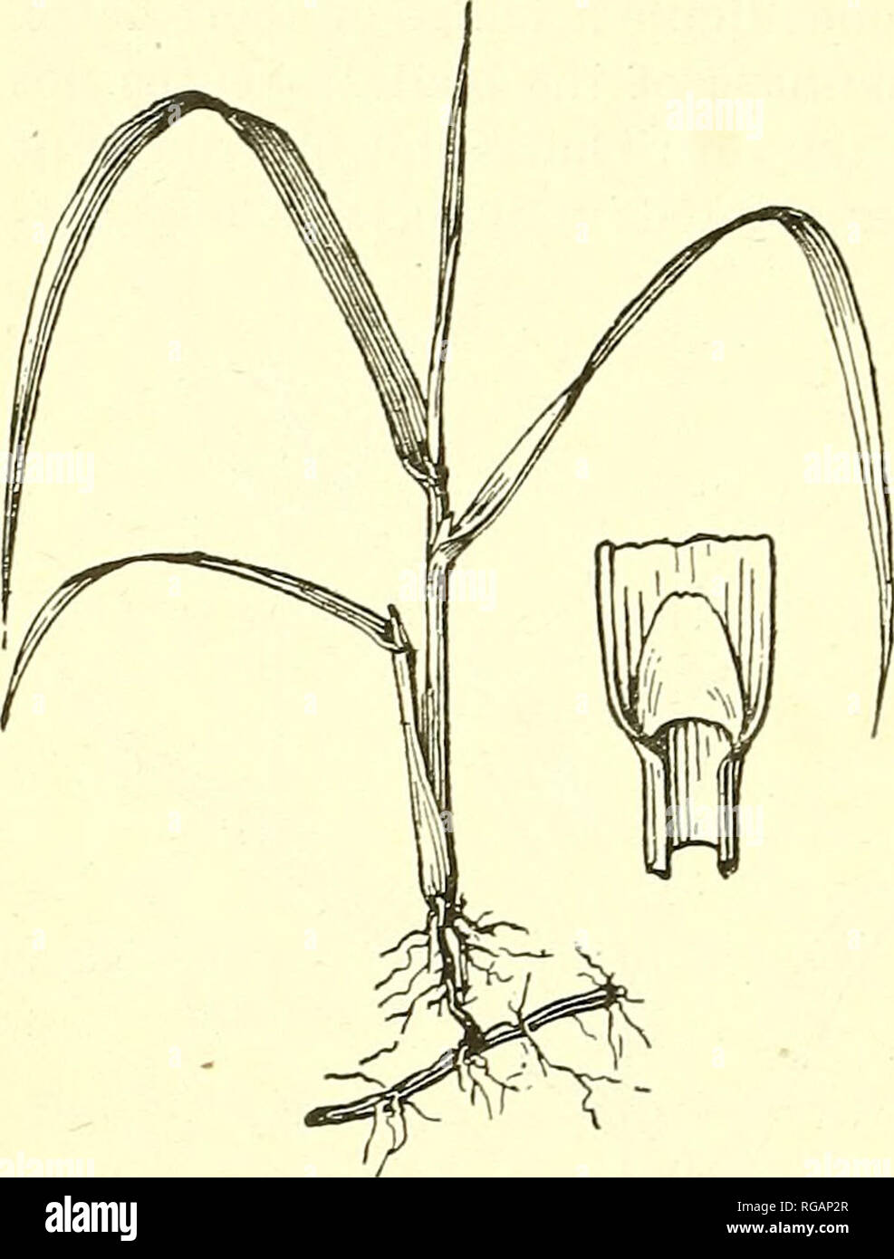 Rough grass margins hi-res stock photography and images - Alamy