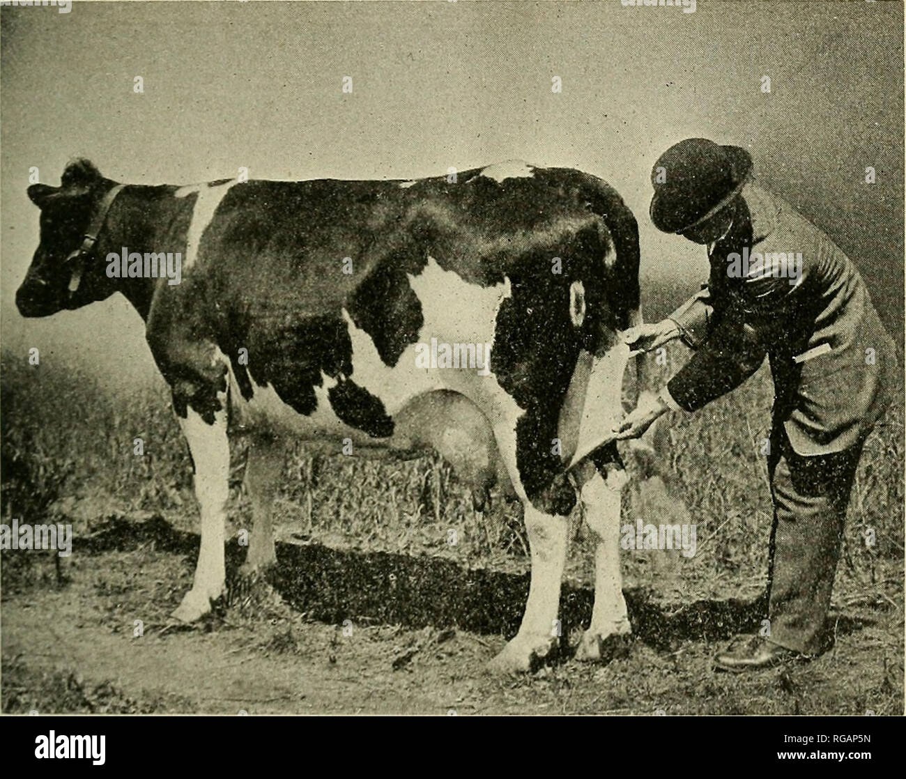 Daiey hi-res stock photography and images - Alamy