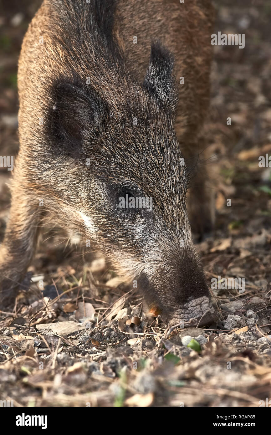 Boar forest hi-res stock photography and images - Alamy