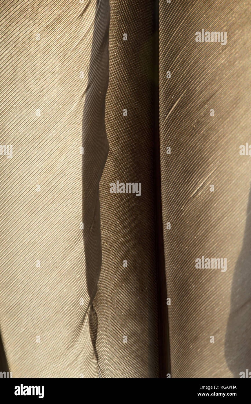 Pigeon feathers texture hi-res stock photography and images - Alamy