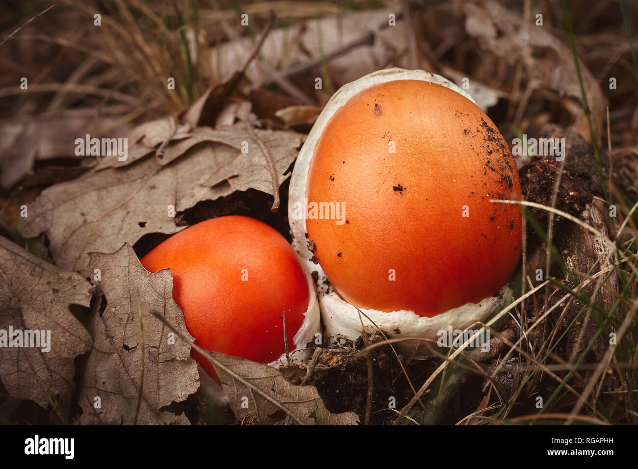Caesar mushroom hi-res stock photography and images - Alamy