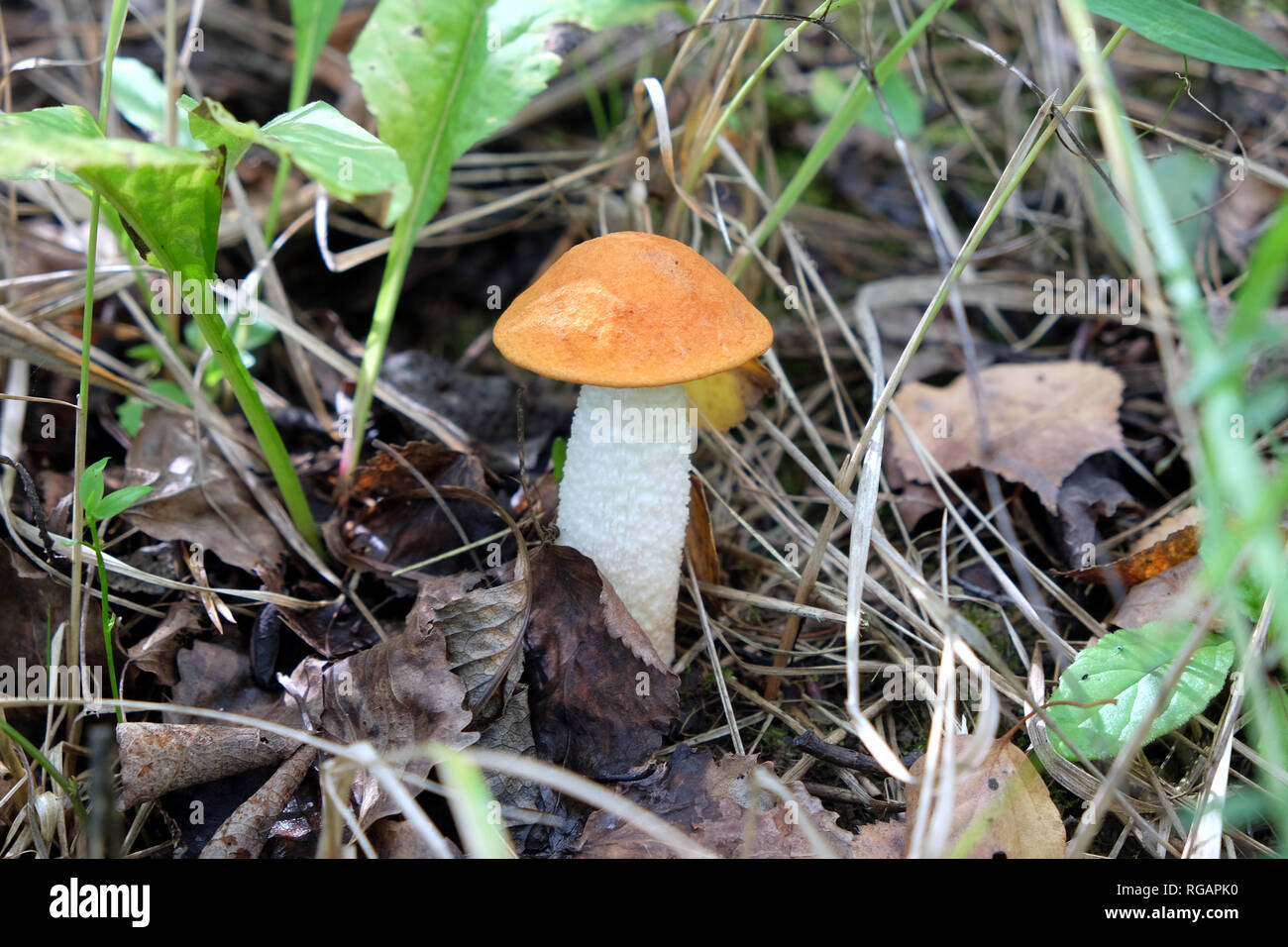 Edible stems hi-res stock photography and images - Alamy