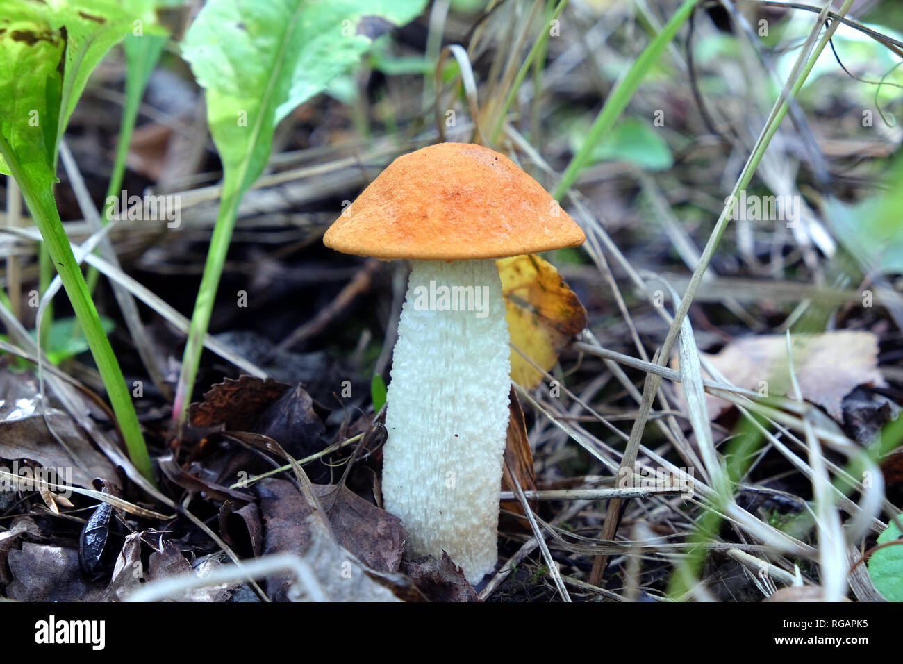 Small edible orange-cap boletus growing together in the grass on a ...